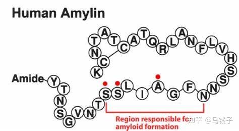 创造奇迹的神药——口服GLP-Amycretin超越司美格鲁肽？ - 知乎