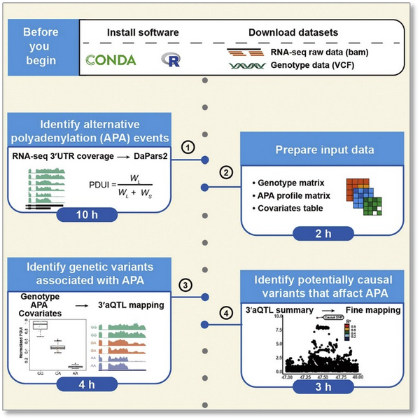 STAR Protocols | 深圳湾实验室李磊课题组使用大规模的转录组和基因组数据识别3'非翻译区选择性多聚腺苷酸化数量性状位点 - 知乎
