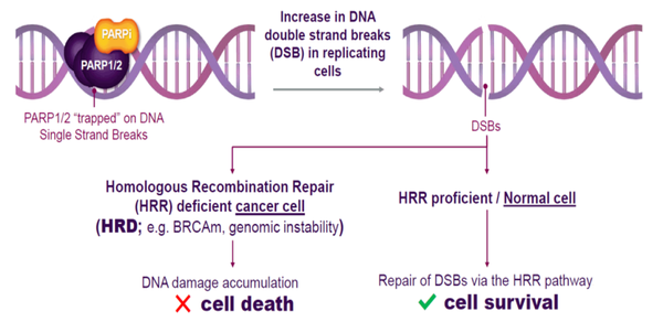 杰论系列 | 同源重组修复缺陷（HRD）临床意义及检测 - 知乎
