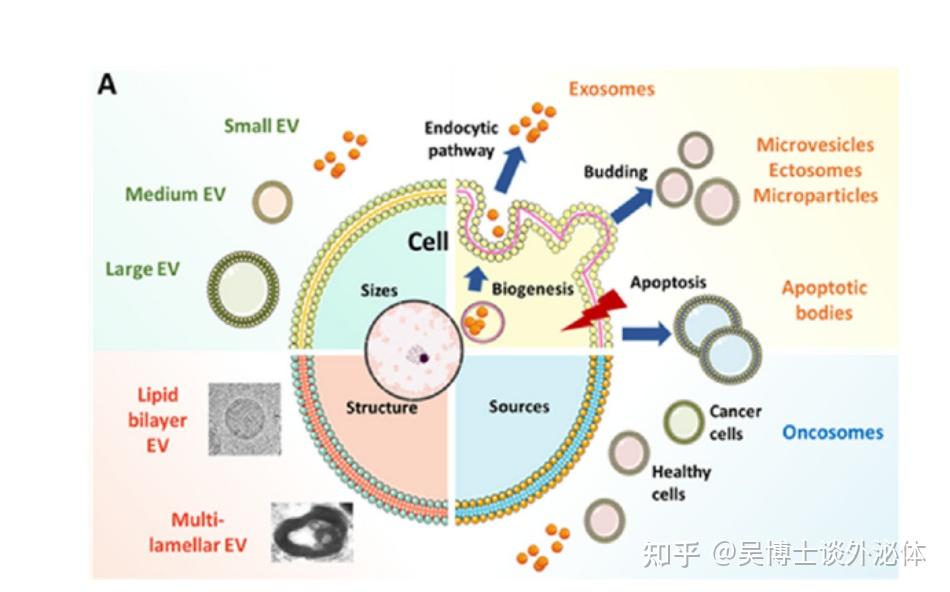 外泌体及其相关产品有哪些种类？ - 知乎