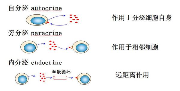 细胞因子概述 - 知乎