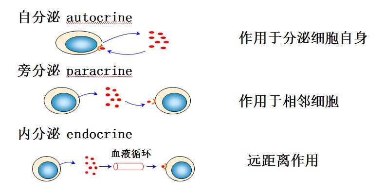 细胞因子概述 - 知乎