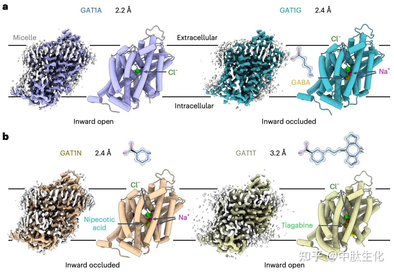 研究揭示GABA转运蛋白GAT1的底物转运机制和药物抑制机理 - 知乎
