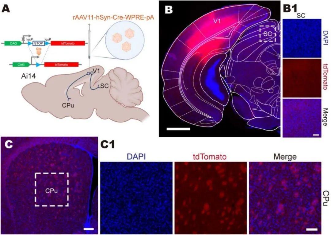 小布解读 | 新型rAAV11！比rAAV2-retro更高效、更全能的逆向标记血清型！ - 知乎