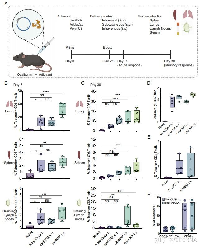 PNAS | 斯坦福大学Howard Y. Chang教授详解环状RNA疫苗诱导强效细胞免疫 - 知乎