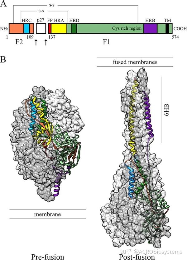 结构专家又添新作：经抗体验证的RSV Pre & Post F蛋白 - 知乎