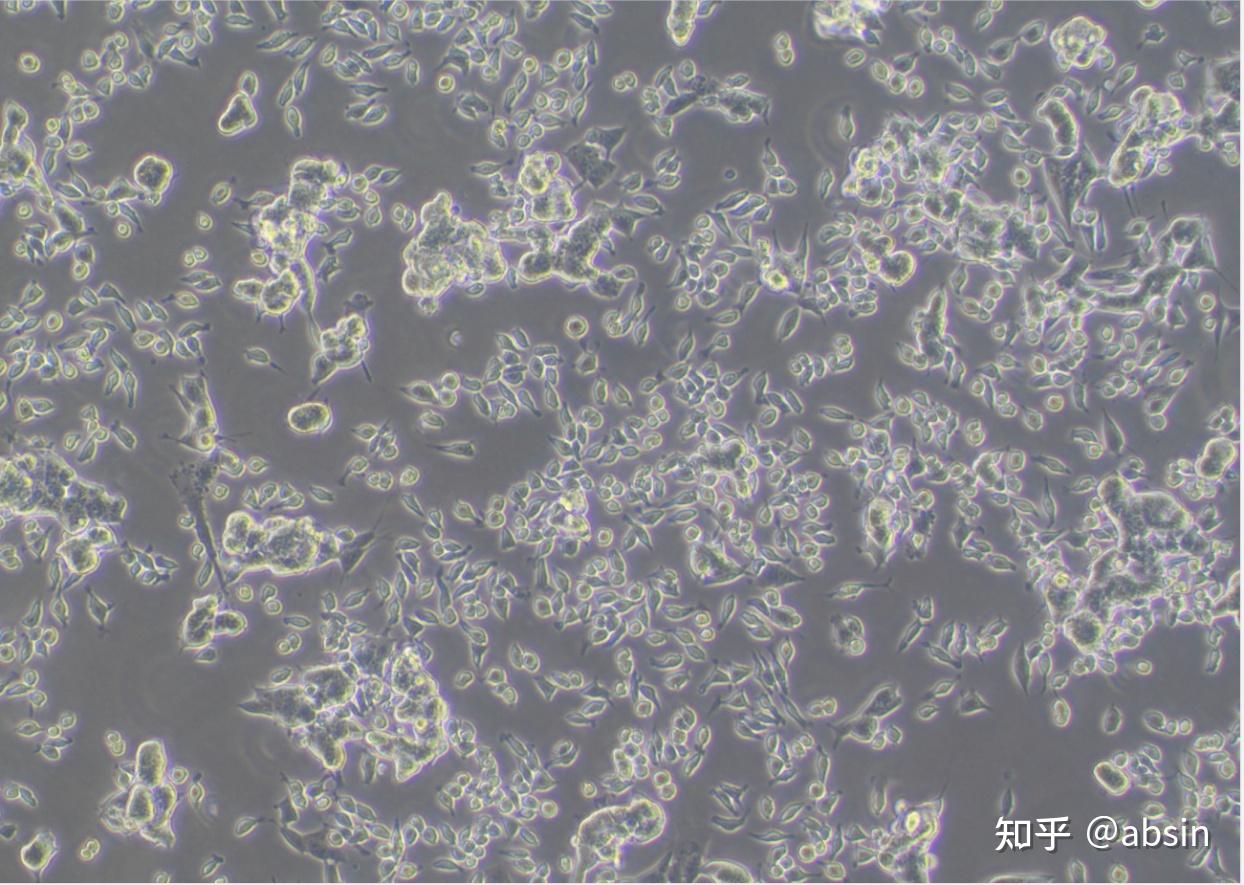 SH-SY5Y细胞培养攻略 - 知乎