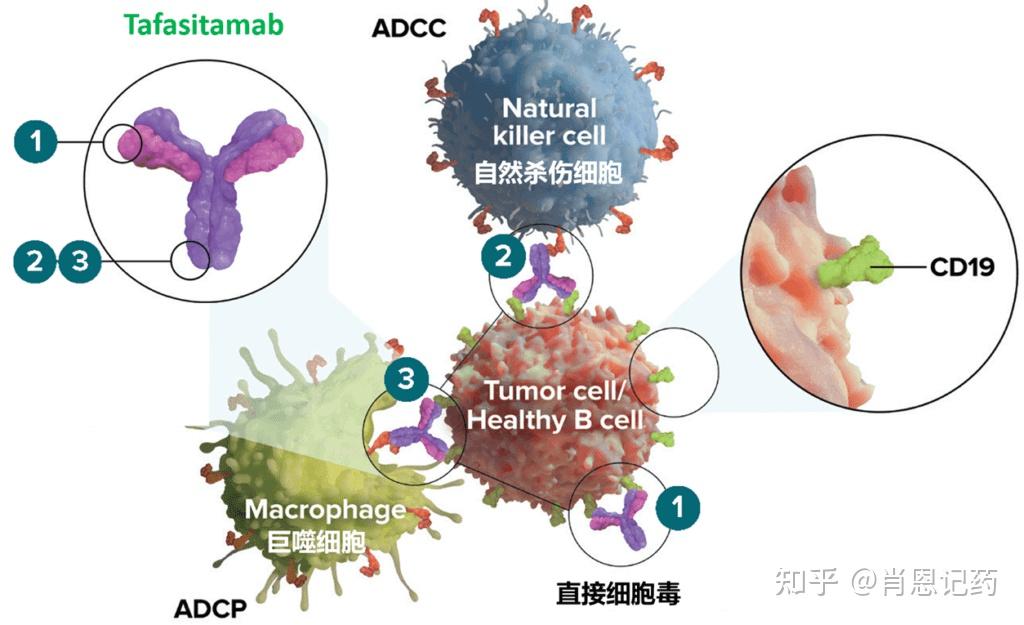 记住所有FDA生物药 | Tafasitamab靶向CD19 | 弥漫性大B细胞淋巴瘤 - 知乎