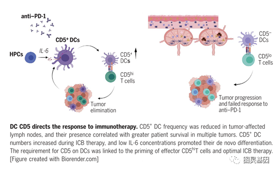 Science | 表达CD5的树突状细胞指导T细胞免疫并维持免疫治疗应答 - 知乎