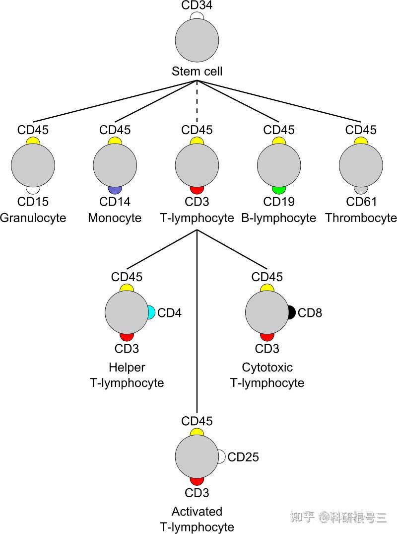 一文搞清用于各类细胞鉴定的CD分子（附CD1-CD371分子功能表） - 知乎