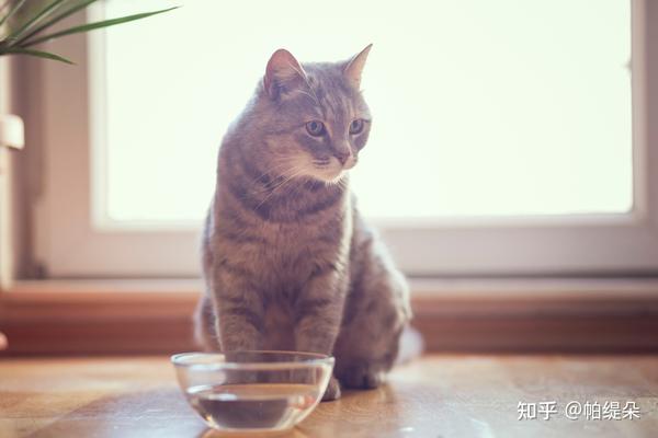 夏季高温,如何骗猫多喝水? 知乎