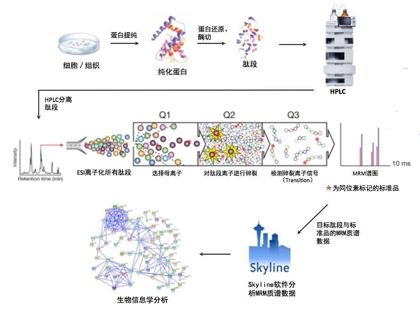 MRM/PRM质谱定量技术 - 知乎