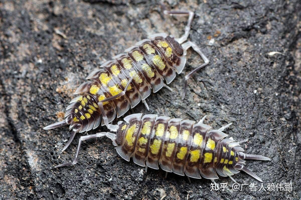 原生态之美 Porcellio属 😆鼠妇美图鉴 - 知乎