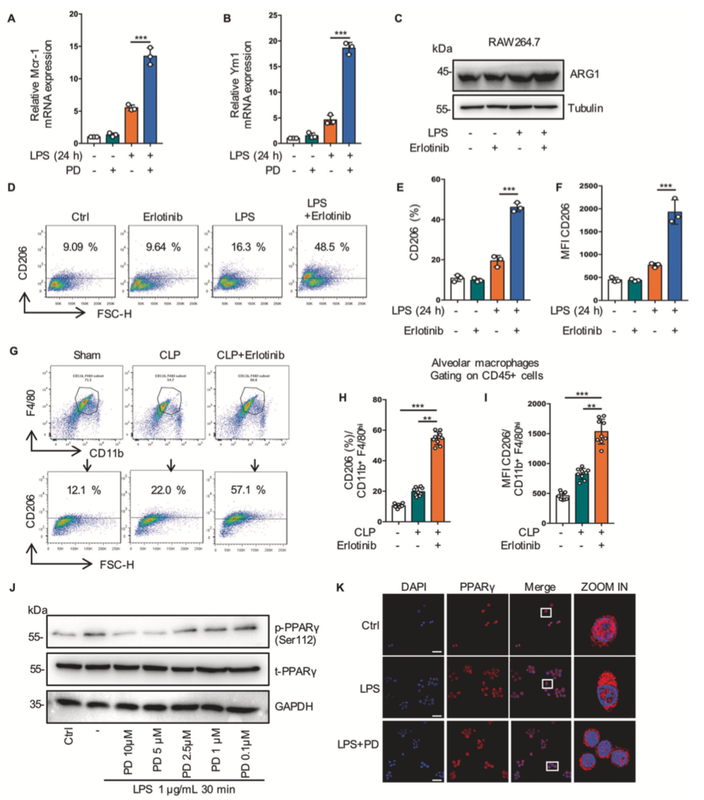 CDD丨EGFR 和 Rab GTPases 协调 EGFR 运输以调节脓毒症中的巨噬细胞活化 - 知乎
