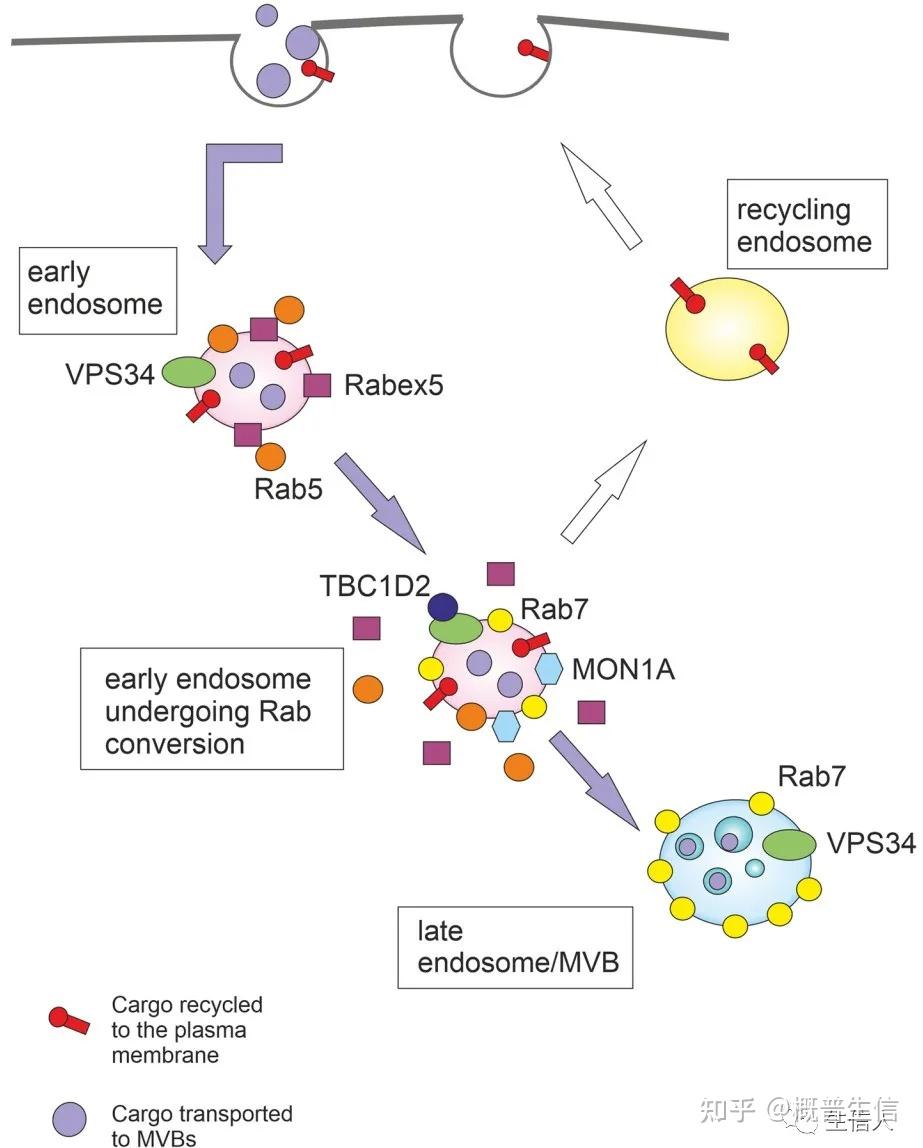 “咱就是说” 谁看完这篇文章还不懂自噬抑制剂 - 知乎