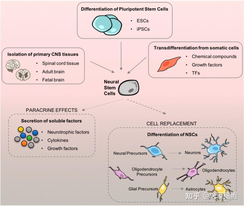 大鼠下丘脑神经干细胞（NSCs）分离培养 - 知乎