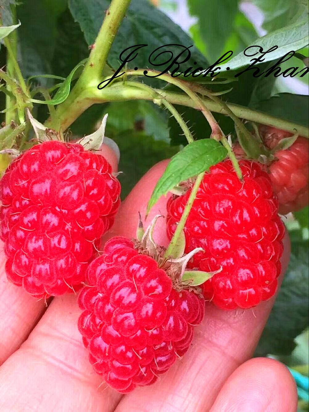 如何种植树莓，国产树莓真的来了！ - 知乎