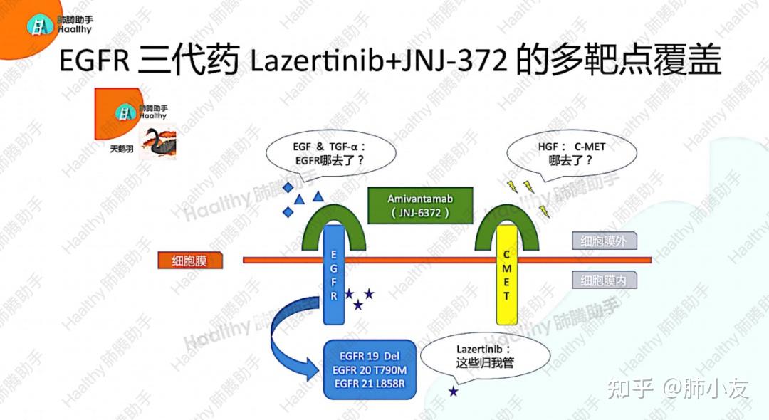 EGFR靶向治疗耐药后的策略 - 知乎
