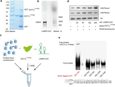 实验干货|RNA pull-down实验原理及应用解析 - 知乎
