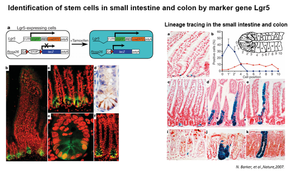 Hans Clevers-小肠干细胞marker Lgr5发现者 - 知乎
