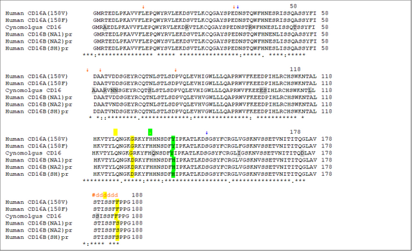 志同道合NK：AFM13+Pembrolizumab/AFM13+AB101 - 知乎