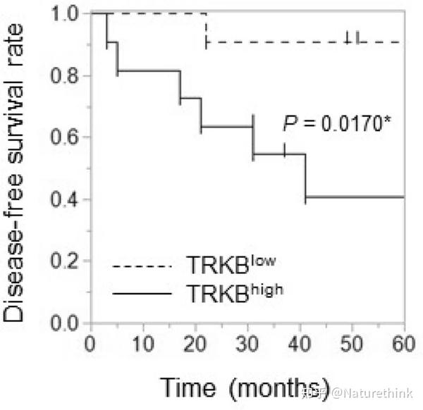BDNF/TRKB轴通过与人腮腺癌中癌症相关成纤维细胞的串扰刺激EMT进展以诱导细胞侵袭性 - 知乎