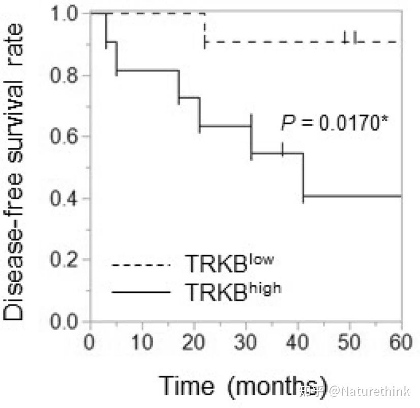 BDNF/TRKB轴通过与人腮腺癌中癌症相关成纤维细胞的串扰刺激EMT进展以诱导细胞侵袭性 - 知乎
