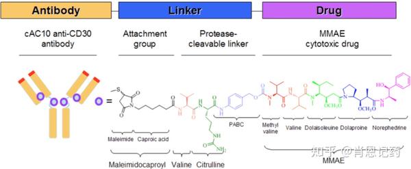 记住所有FDA生物药 | 靶向CD30 ADC | 安适利®维布妥昔单抗 | 间变性大细胞淋巴瘤、霍奇金淋巴瘤、蕈样真菌病等 - 知乎