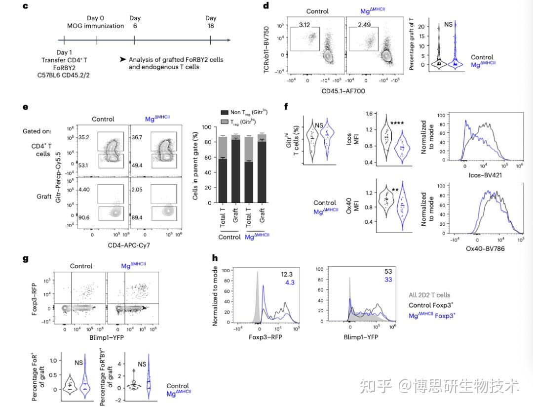 小胶质细胞通过MHCII和IFNγ信号影响Treg细胞参与EAE发生发展 - 知乎