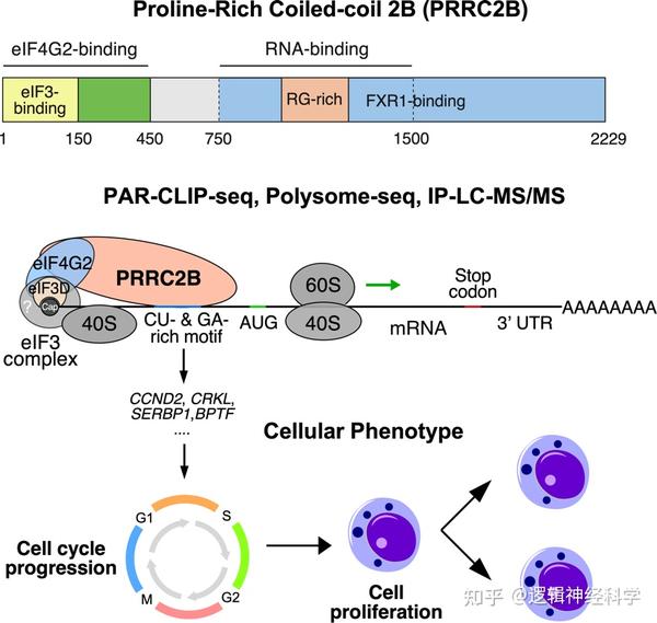 NAR︱罗切斯特大学心血管研究所和RNA中心姚鹏团队解析新型的mRNA翻译起始调控通路 - 知乎