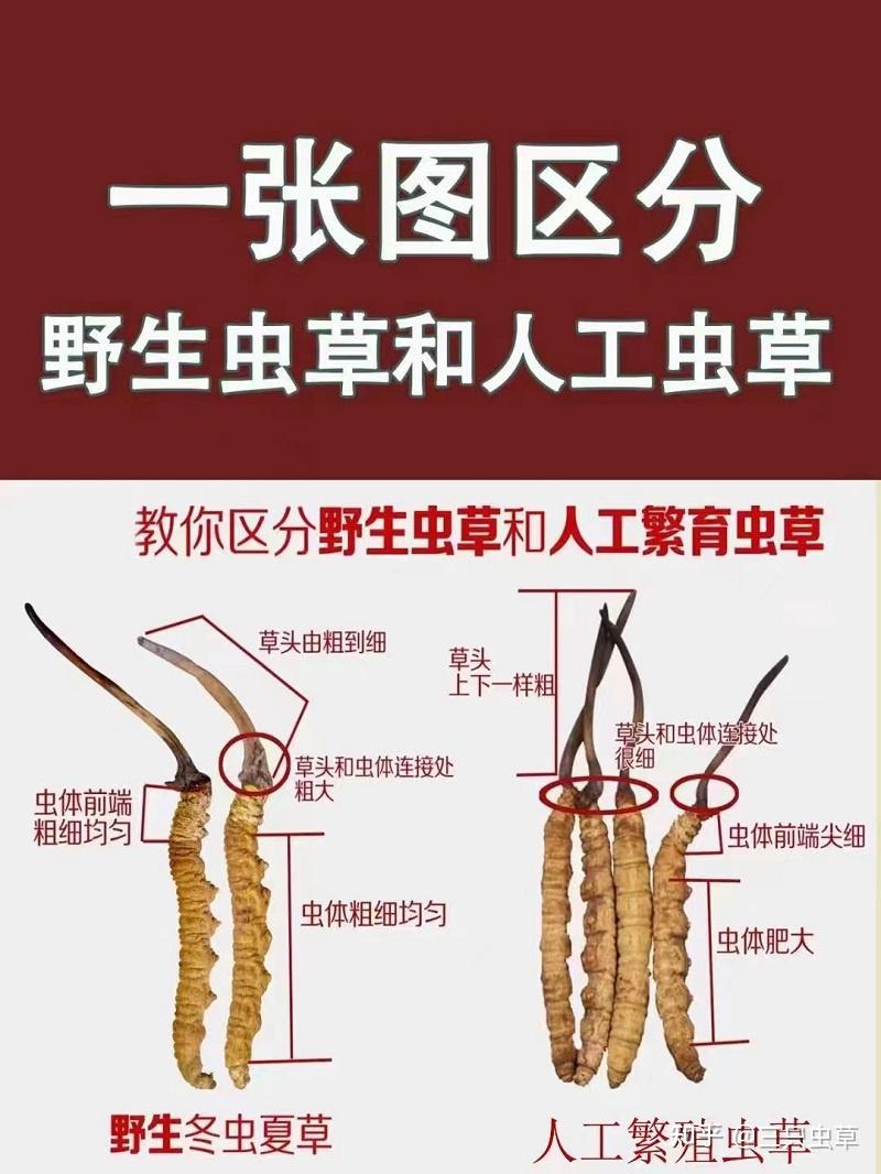 人工虫草和野生虫草的区别：千万别用消化腺去判断虫草是人工还是野生的 - 知乎