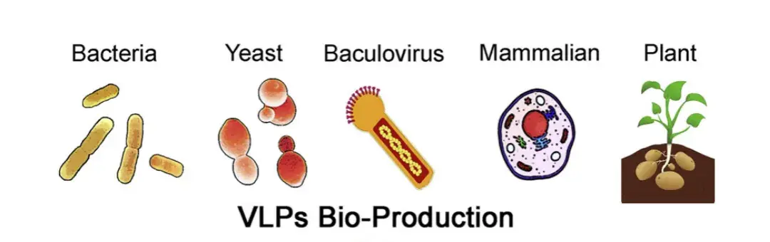 这些VLP疫苗设计的Tips确定不了解一下？ - 知乎