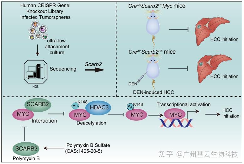 转录因子修饰影响其转录活性。SCARB2通过增强MYC转录活性驱动肝癌肿瘤进展（《Nat Commun》解读） - 知乎