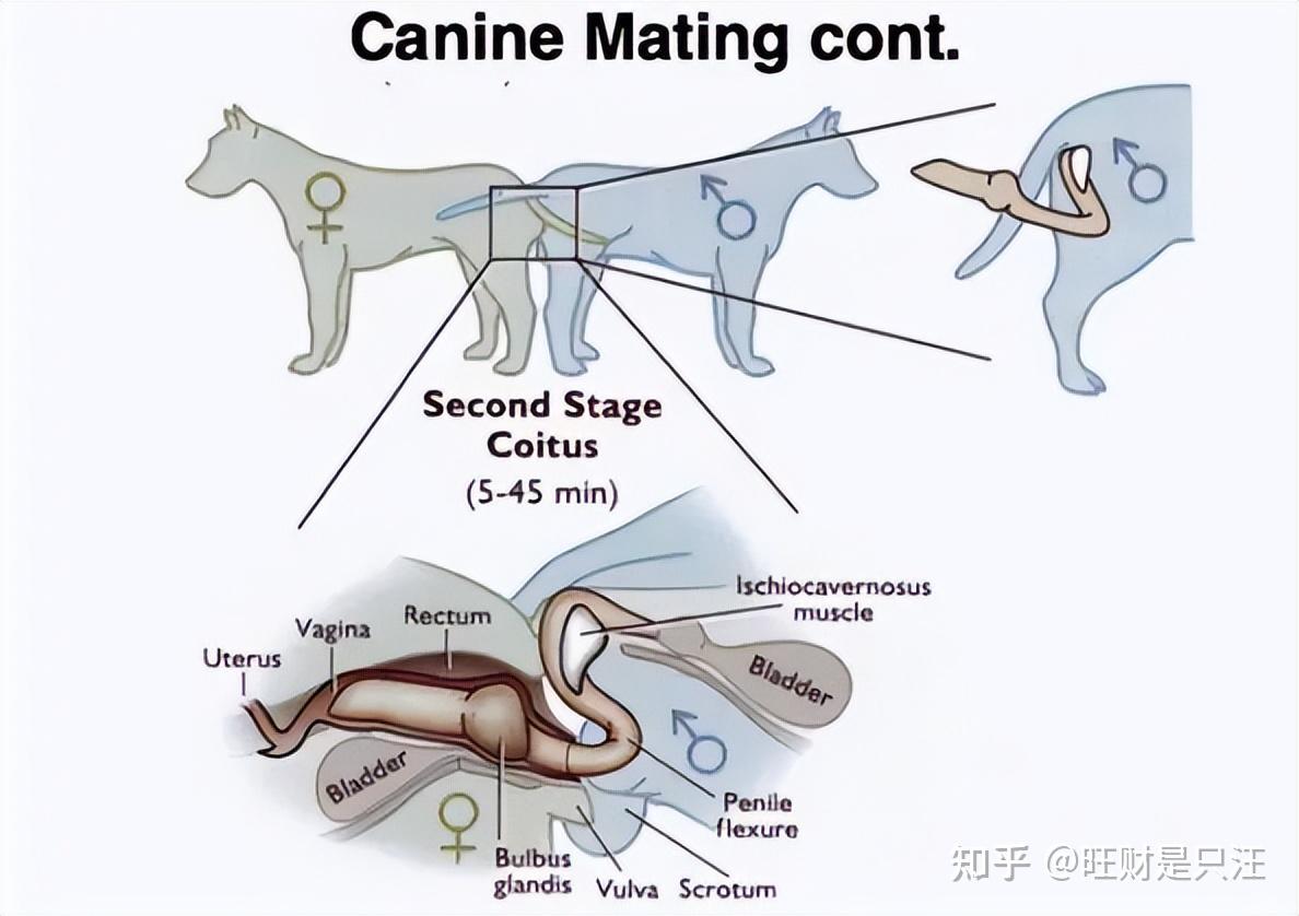 狗狗“交配”的秘密：“上锁”了是分不开的！ - 知乎