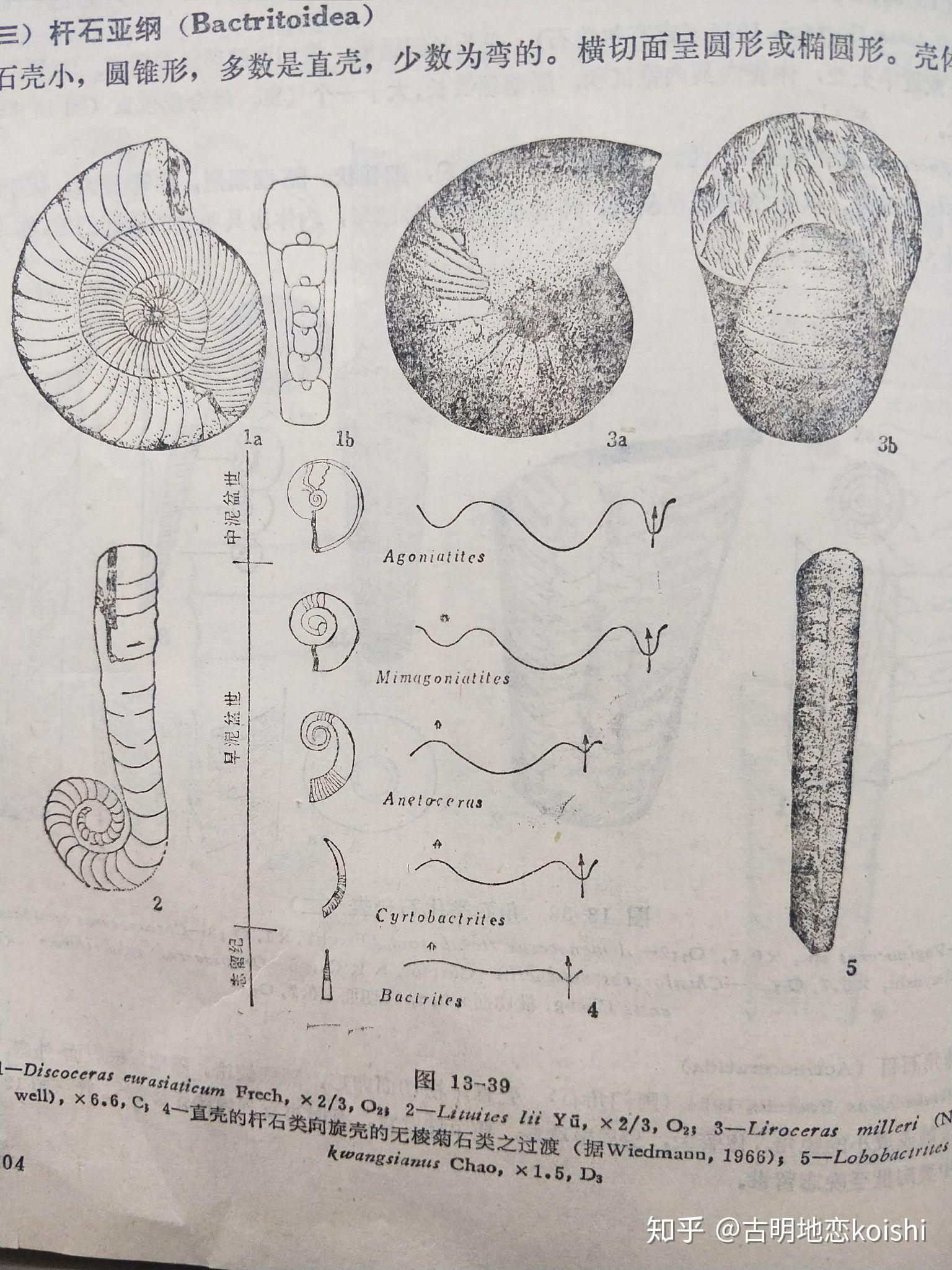 头足纲小传06：杆石：承一前，启三后 - 知乎