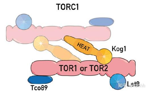 “雷帕霉素靶蛋白（TOR）” ——细胞生长与分裂的控制之门 - 知乎