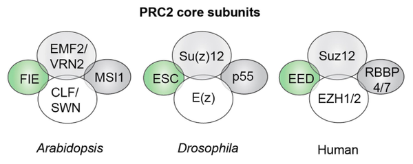 一篇让你在信号通路网络学习上迅速进阶的Nature！ - 知乎