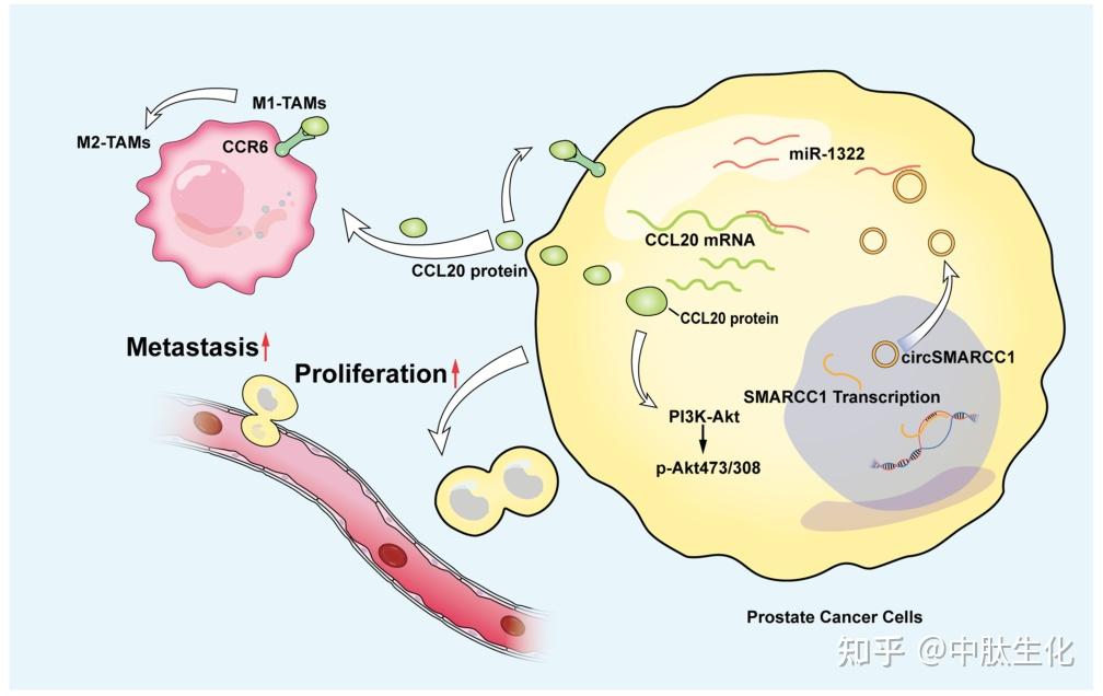 Molecular Cancer : CircSMARCC1通过miR-1322/CCL20/CCR6信号促进肿瘤进展 - 知乎