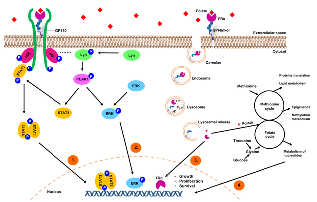 ADC引领FRα靶向药开发，多款药物亮相AACR、ASCO大会 - 知乎