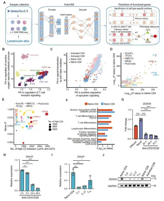 Sci Immunol封面文章｜基因编辑小鼠告诉你Ddx55如何维护幼稚T细胞稳态 - 知乎