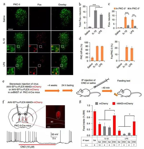【文献解读】Nature Communications丨BNST相关微通路参与炎症介导的摄食调控 - 知乎