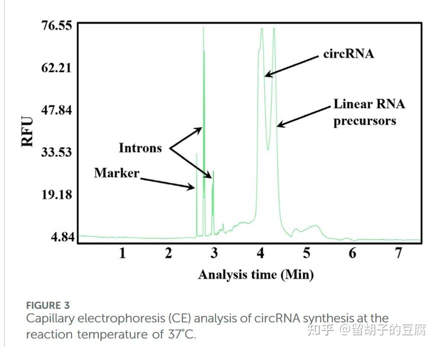 耐高温T7 RNA 聚合酶仅凭一步IVT反应高效合成circRNA - 知乎