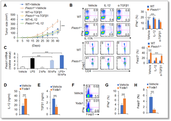 eLife︱刘光伟/毕玉晶团队发现机械力受体PIEZO1肿瘤免疫新机制：调控树突状细胞依赖性T细胞分化 - 知乎