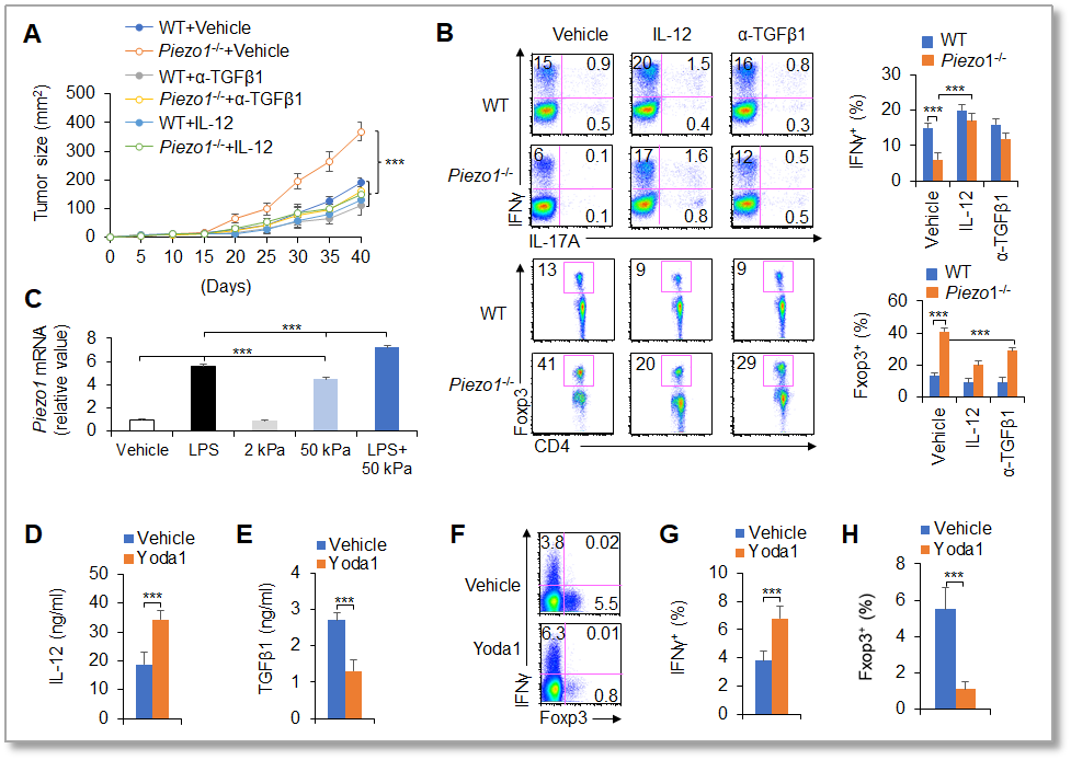 eLife︱刘光伟/毕玉晶团队发现机械力受体PIEZO1肿瘤免疫新机制：调控树突状细胞依赖性T细胞分化 - 知乎