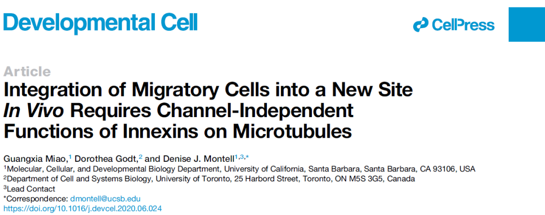 Dev Cell | 首次在体内揭示细胞与细胞间建立新连接的分子机制 - 知乎