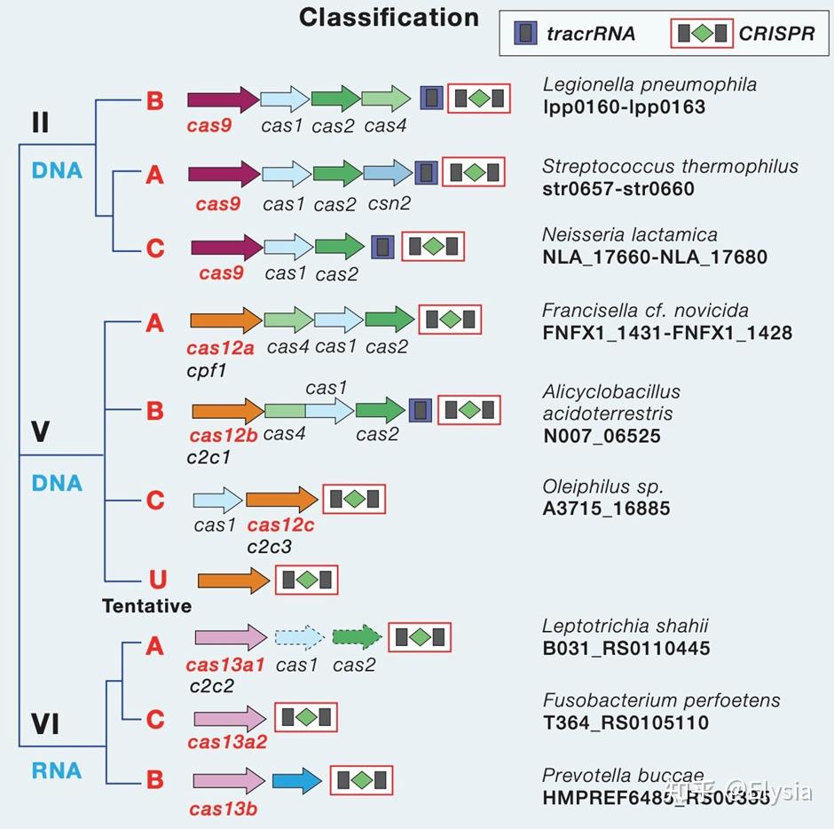 CRISPR-Cas9基因编辑全面详解！ - 知乎