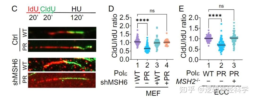 PNAS | 德克萨斯大学西南医学中心张君秋等课题组揭示DNA错配修复蛋白促进复制叉不稳定 - 知乎