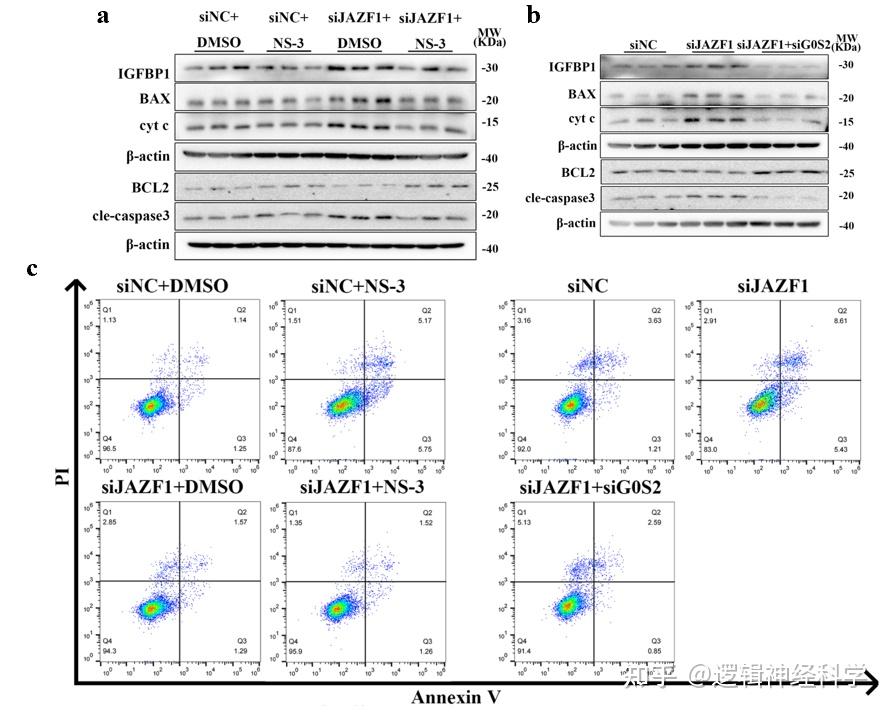 Commun Biol︱广州医科大学杜丽丽/涂兆伟等揭示JAZF1表达缺陷介导子宫内膜基质细胞蜕膜化稳态失衡在复发性流产中的作用机制 - 知乎