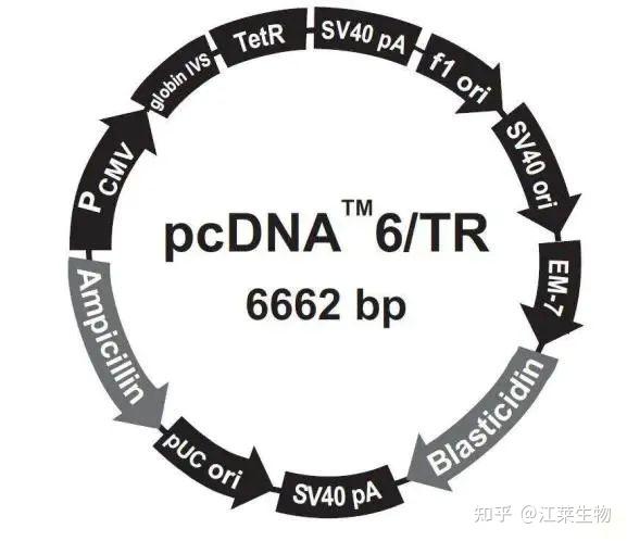 如何看懂文献里那些图——质粒图谱(Plasmid Profile) - 知乎