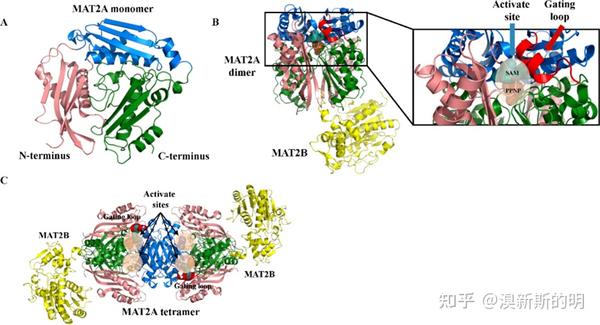 甲硫氨酸腺苷转移酶2A (MAT2A)作为抗癌靶点的结构、功能和抑制剂 - 知乎